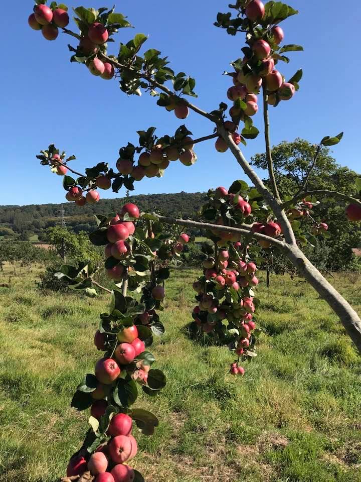 Stirring giants: a spotlight on Devon cider | Cider Review