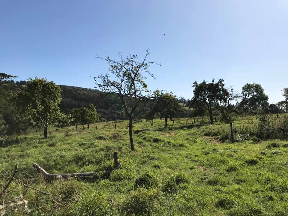 Stirring giants: a spotlight on Devon cider | Cider Review