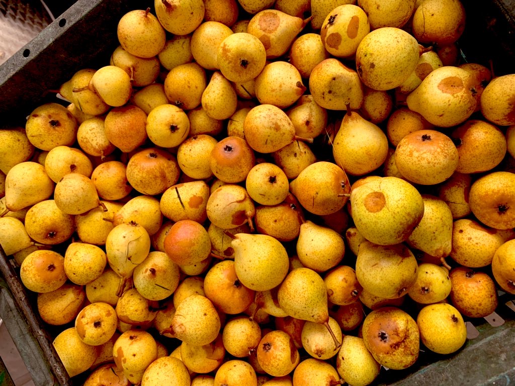 Apple and pear varieties by taste | Cider Review