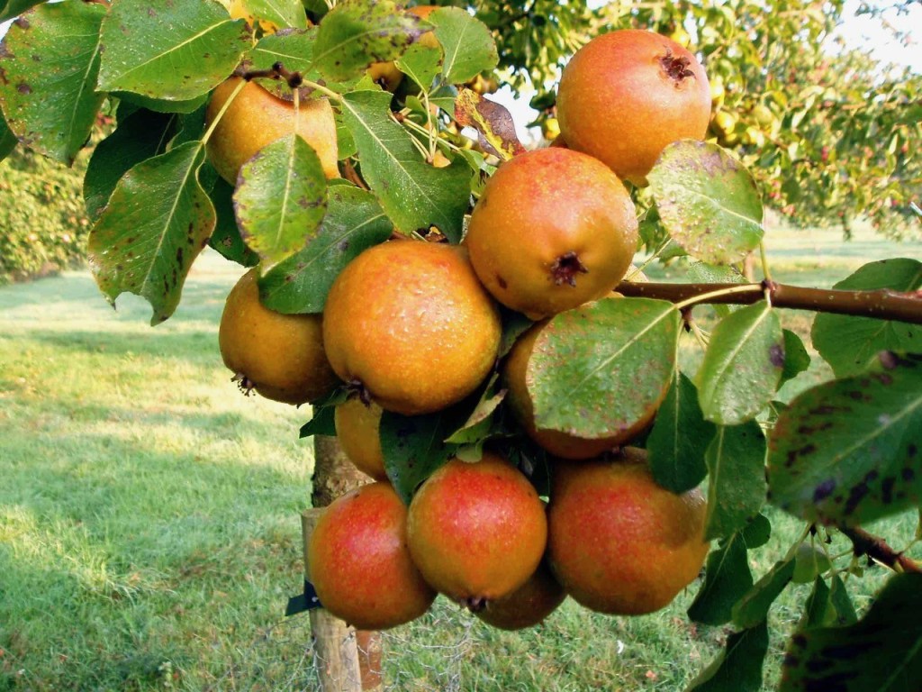 Rare pear perries: Oliver’s Coppy, Ross on Wye Flakey Bark and Fishpool ...