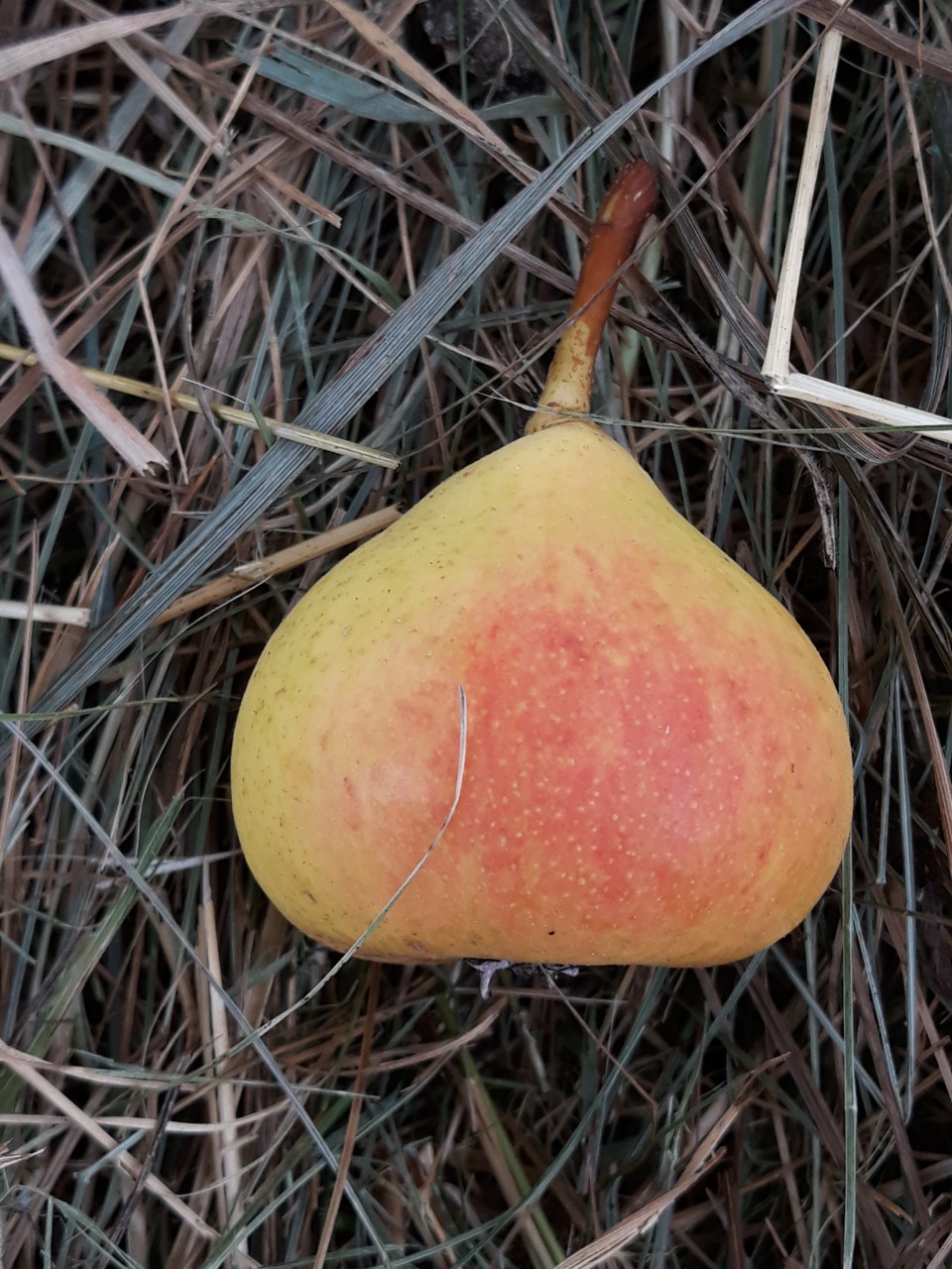 Meet your (perry)maker – Bartestree | Cider Review