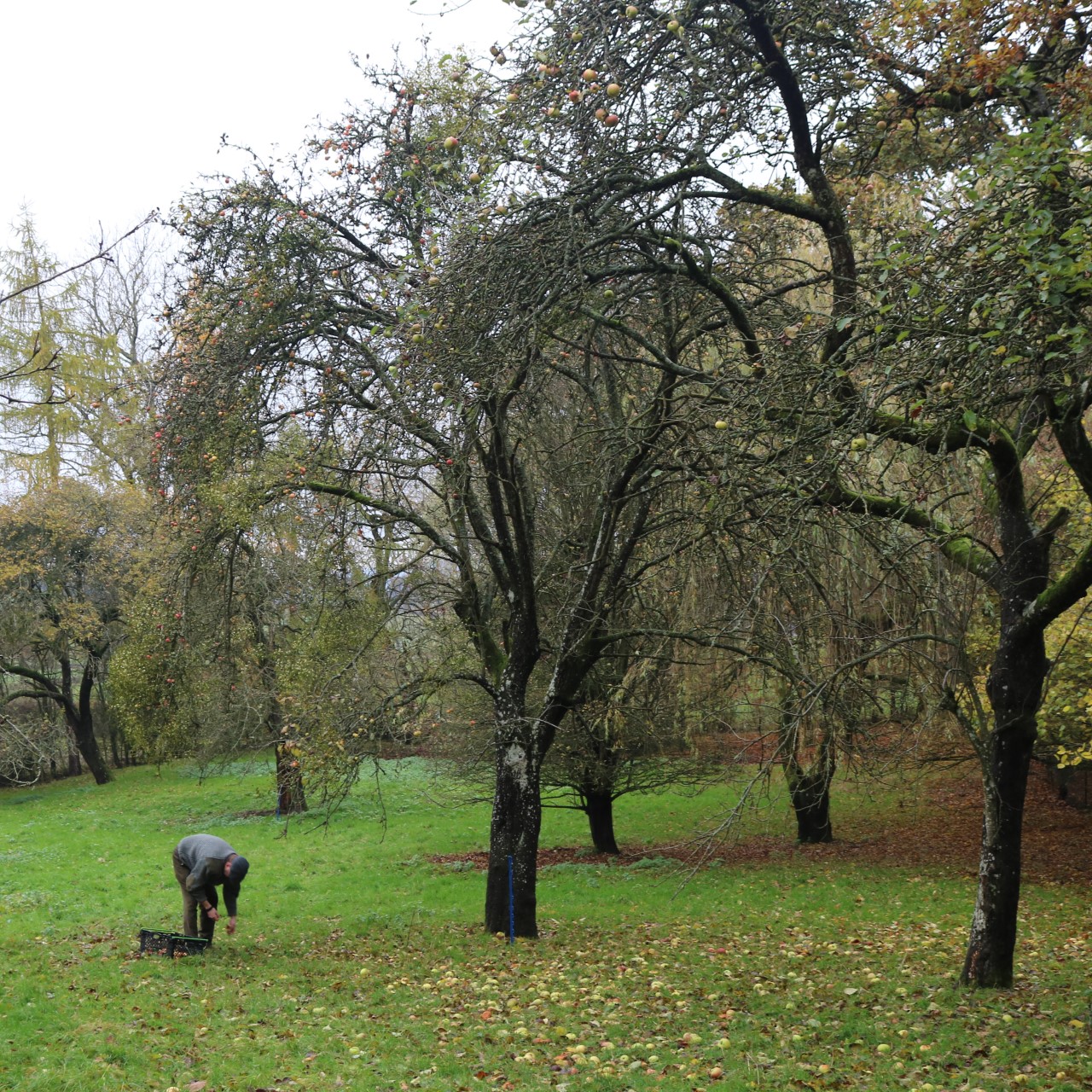 Meet your (perry)maker – Mr Rare Pear | Cider Review