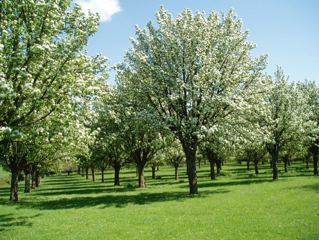 Meet your (perry)maker – Oliver’s | Cider Review