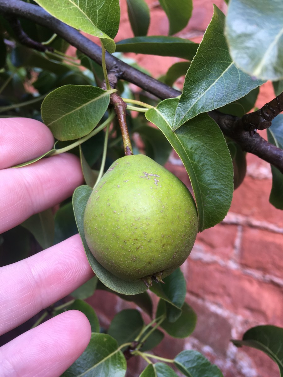 Meet your (perry)maker – Fleming’s Fife Cider | Cider Review