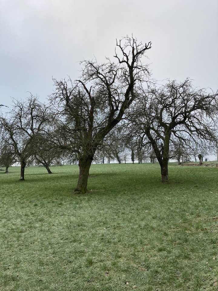 The isle of perry pear trees: a visit to Normandy’s Domfront | Cider Review