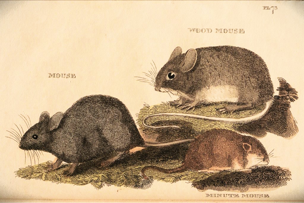 The Mouse in the Room | Cider Review