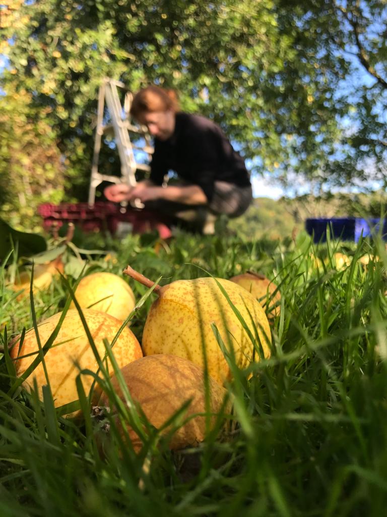 A Devon perry tale | Cider Review