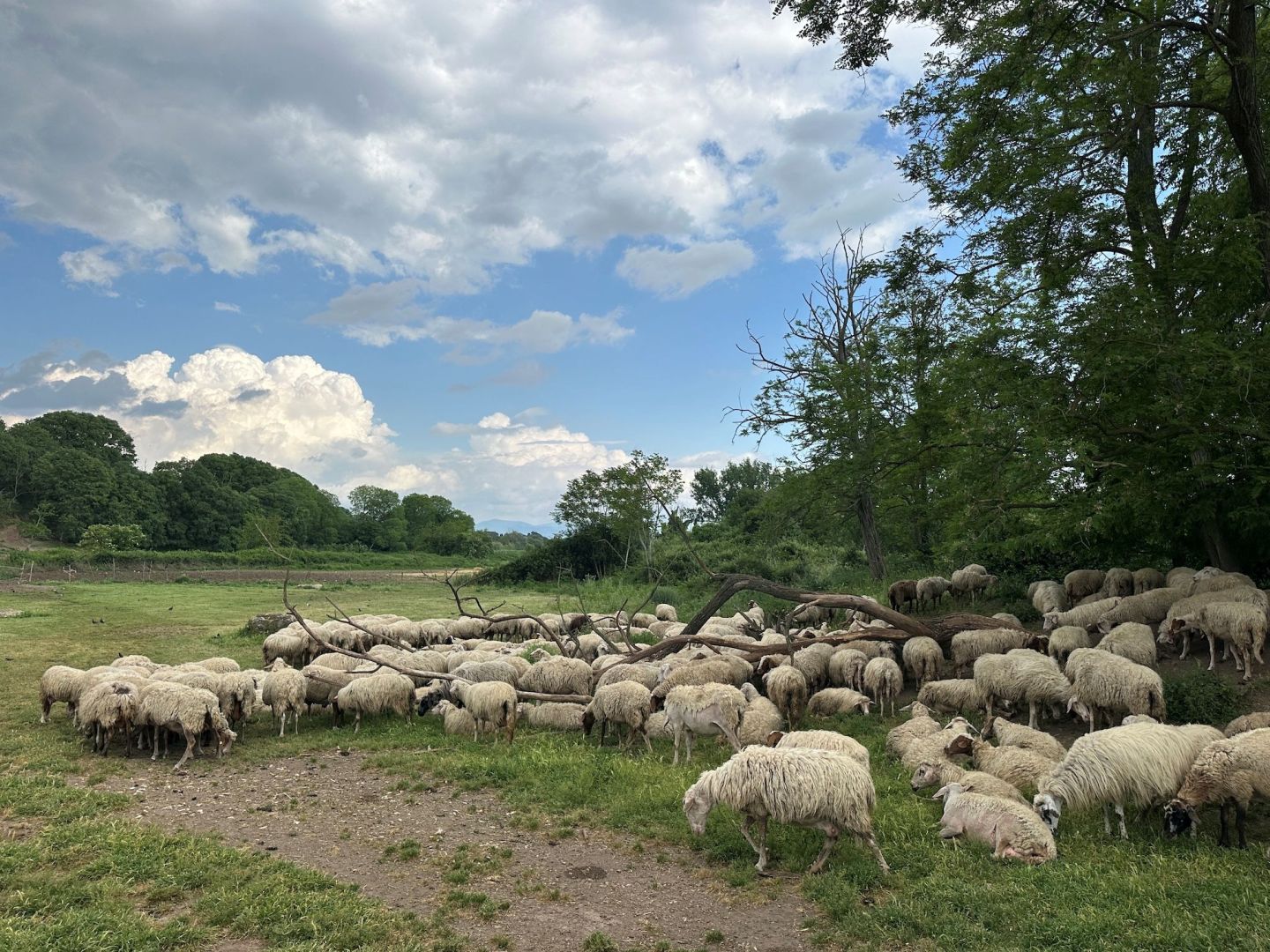 On a lane in spring: Artistraw’s 2025 solstice collection a year on ...